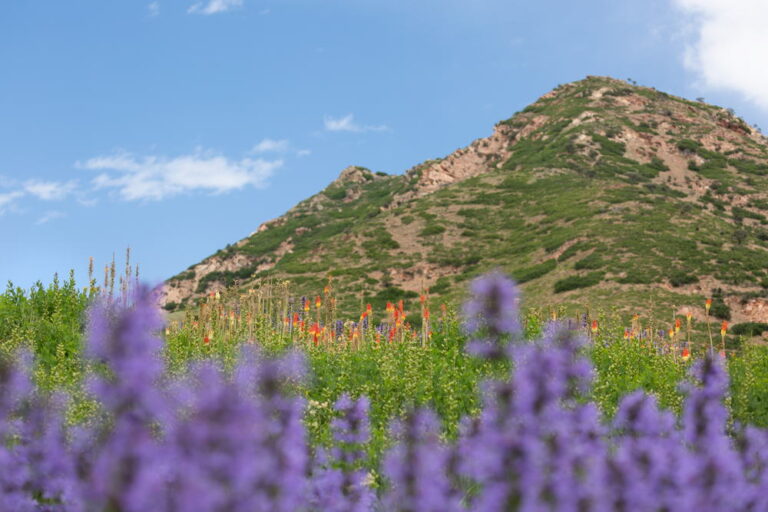 4 Great Things to Do in Salt Lake City in Spring | Canyon Sports